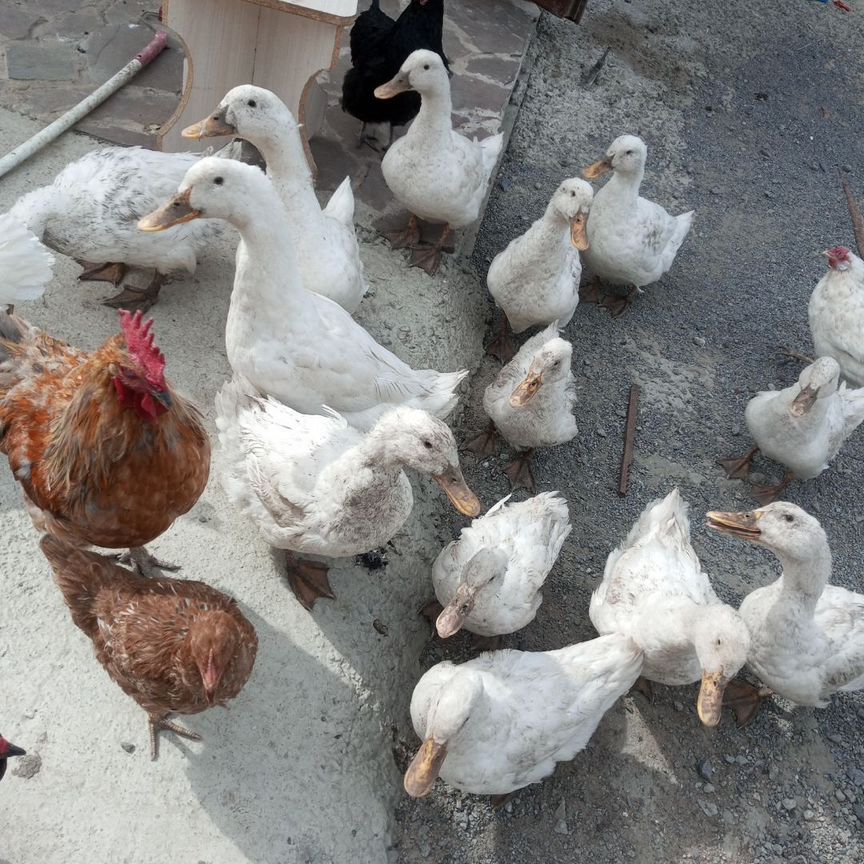 Утки Агидель