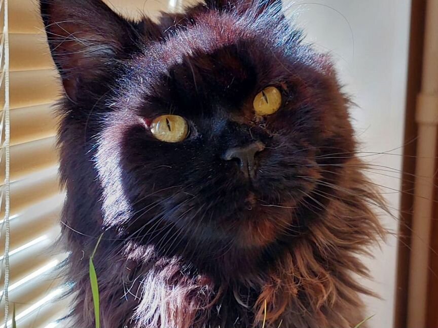 Мейн кун черный и рыжий кот