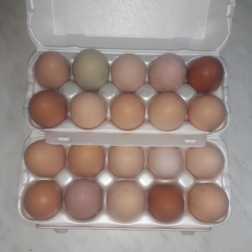 Домашние куриные яйца