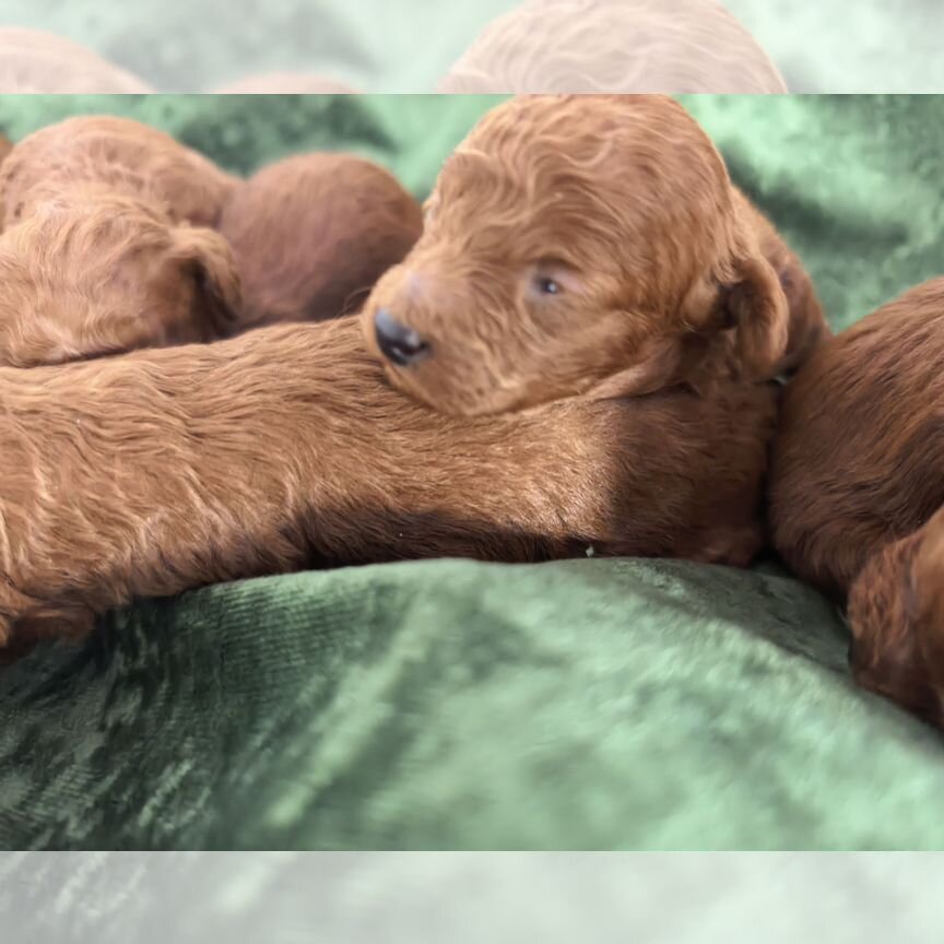 Той-пудель, щенок