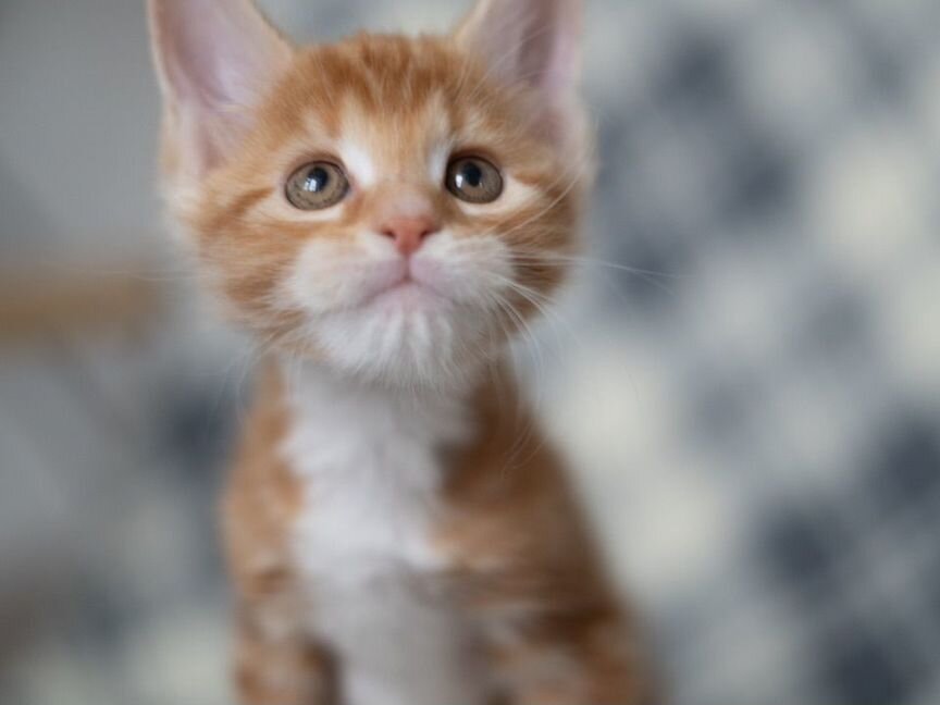 Котята мейн-кун