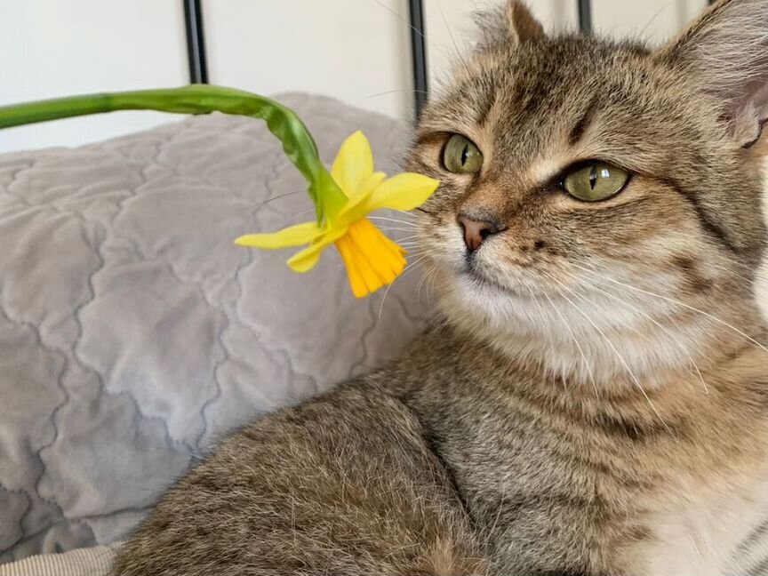 Кошка Плюшечка в самые добрые руки