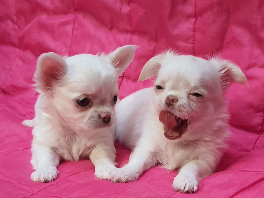 Щенки чихуахуа длинношерстные мальчики