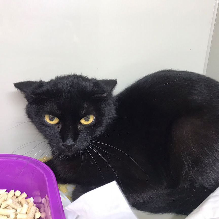 Урсула - жертва реновации