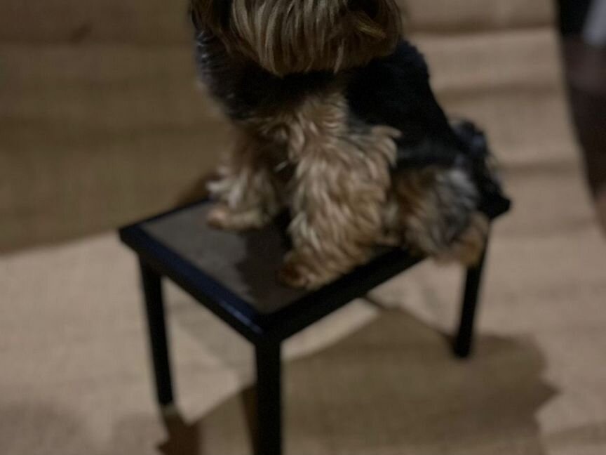 Стульчик для собачки