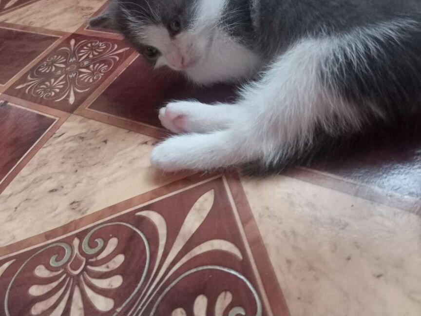 Котик бесплатно в добрые руки,1,5 мес