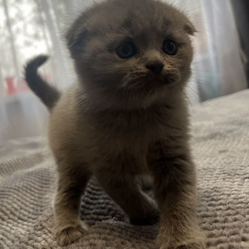 Шотландский вислоухий короткошёрстный котёнок