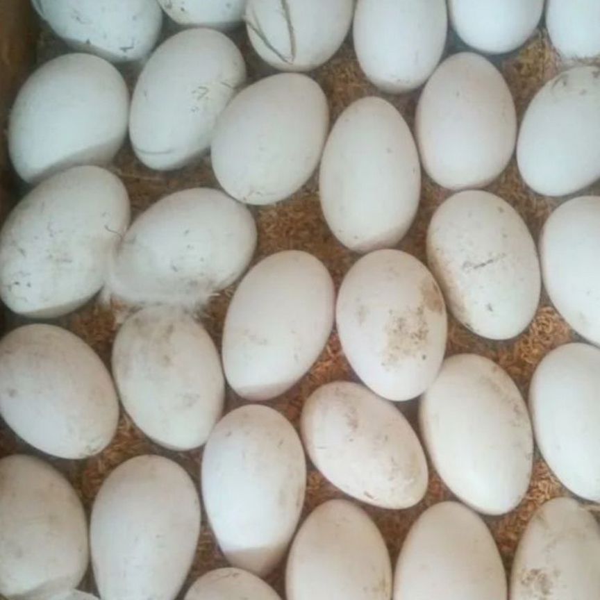 Инкубационное яйцо гусей линда