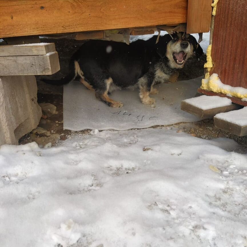 Старый глухой песик живет на улице. Нужен дом