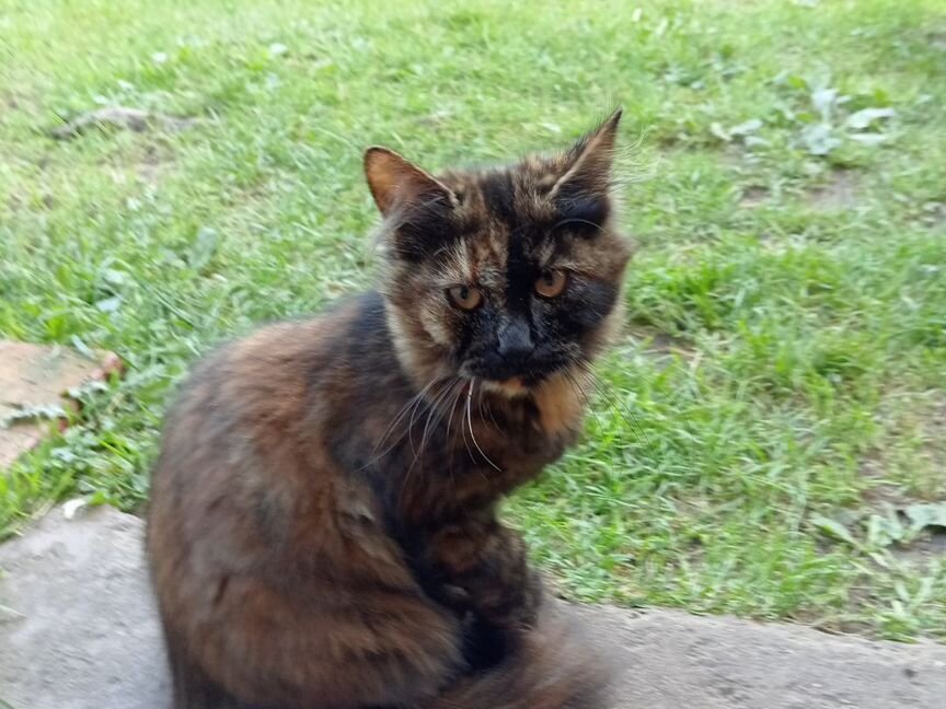 Кошка в дар бесплатно