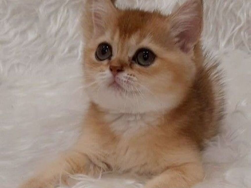 Шотландские котята.Девочка Золотая шиншилла