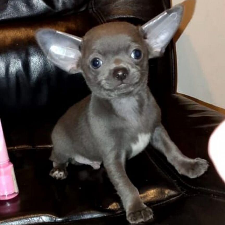 Шикарные малыши РКФ