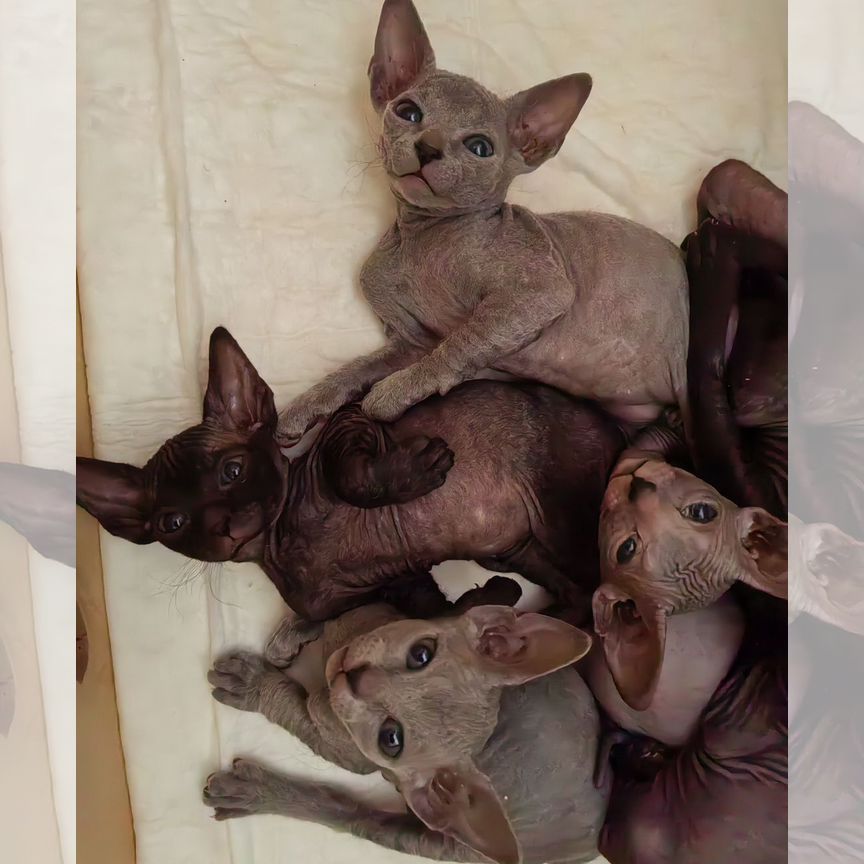 Донской сфинкс котята