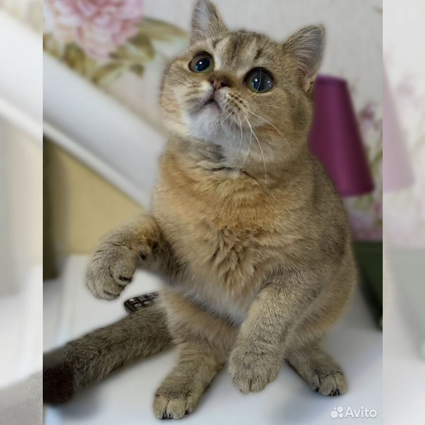 Котик суперласкушка