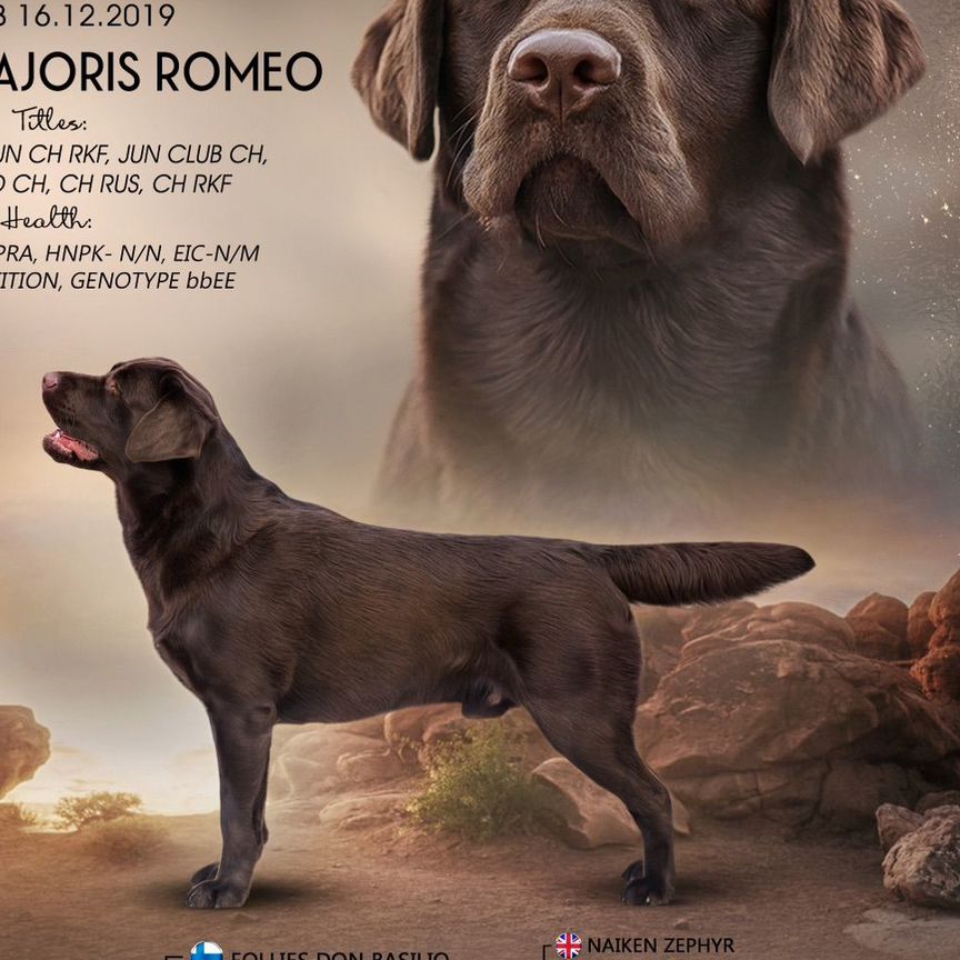 Шоколадный лабрадор