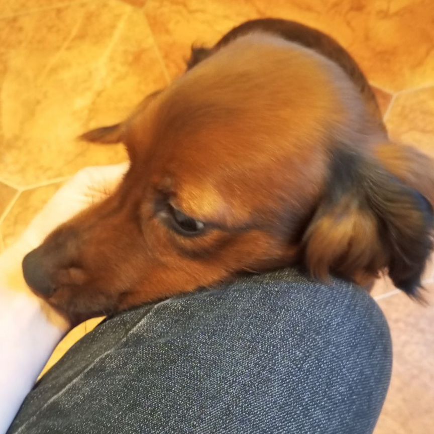 Такса, взрослая собака