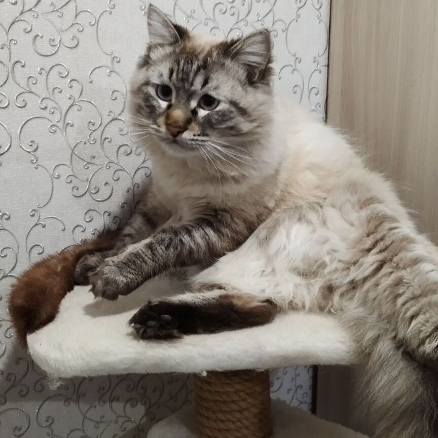 Вязка невская маскарадная