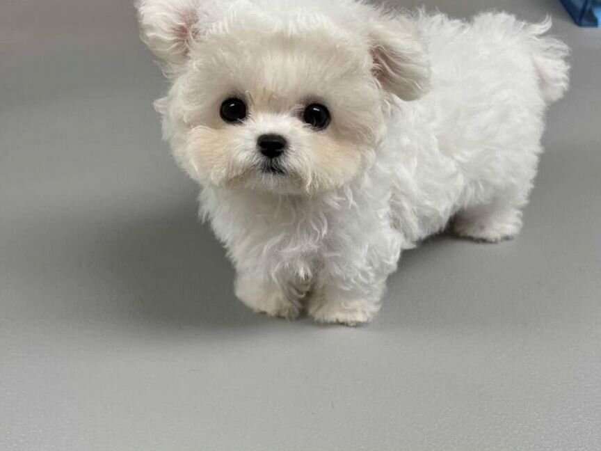 Белоснежное счастье