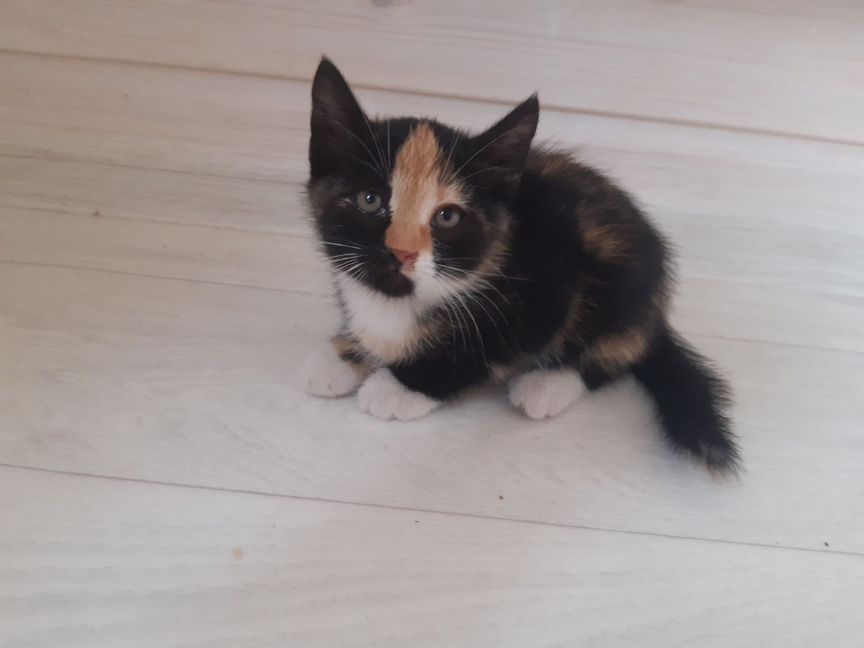 Котята ищут дом и добрые руки