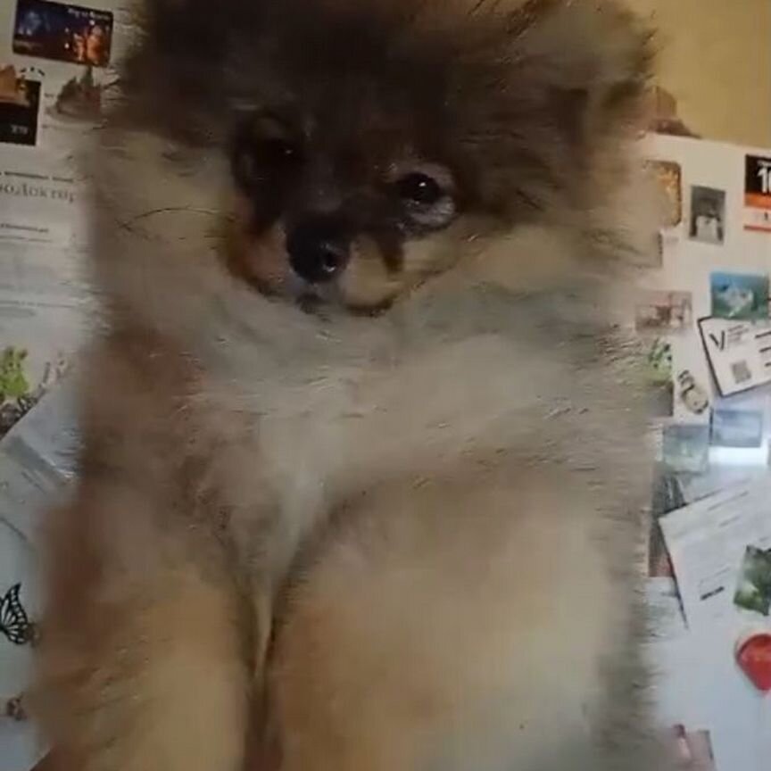 Роскошный мальчик померанец