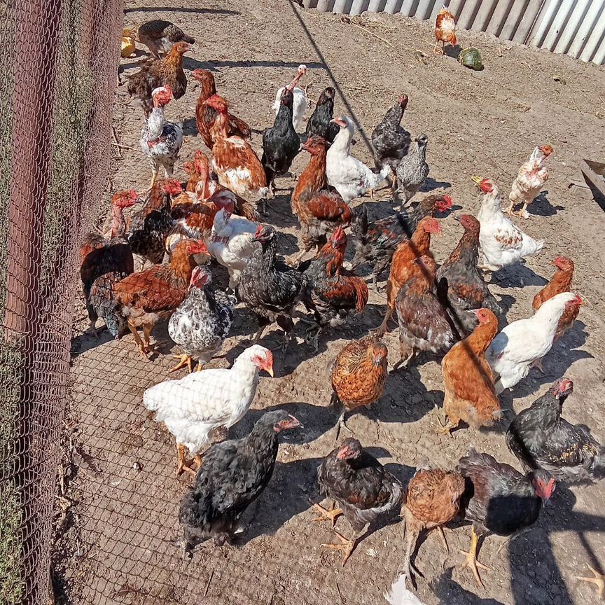 Молодые курочки