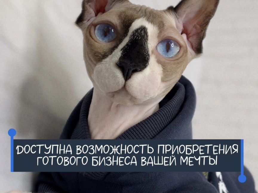 Выкройки одежды для котов и кошек