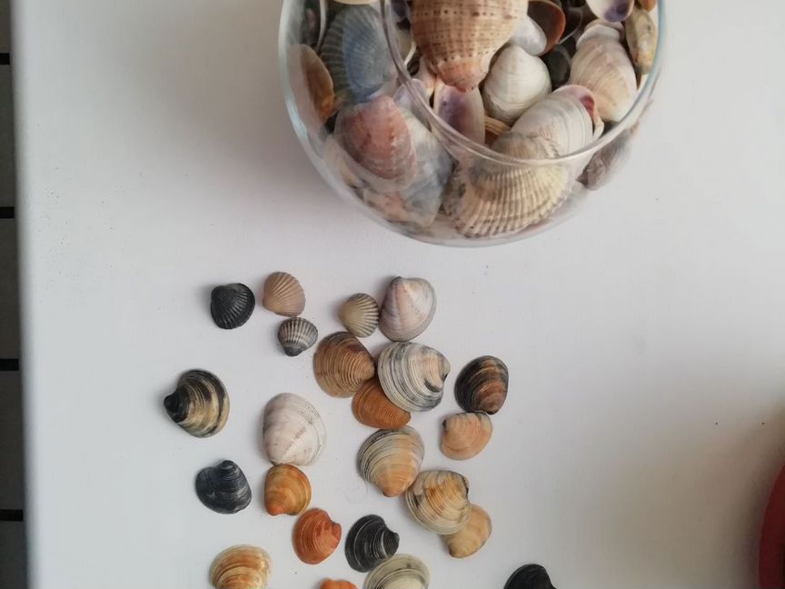 Морские ракушки