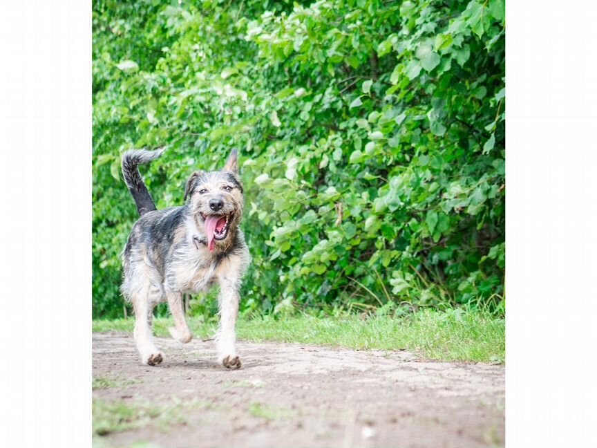 Забавная небольшая собака Терри в добрые руки