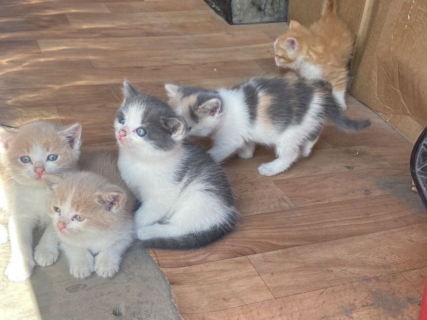 Котята,маленькие и очень милые