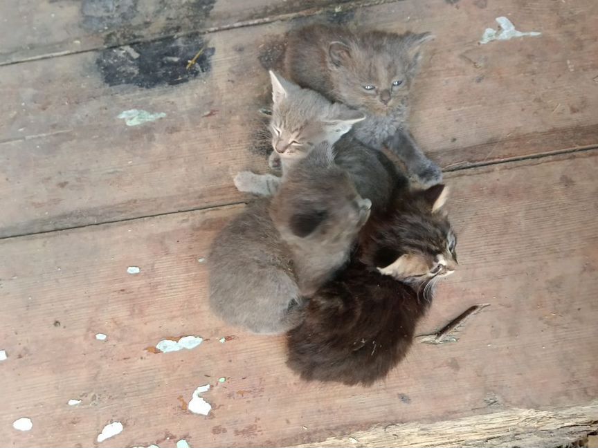 Котята в добрые руки бесплатно
