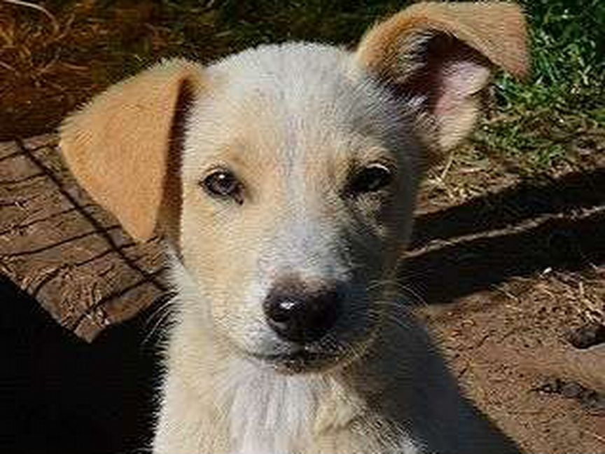 Щенок ищет приют в вашем сердце