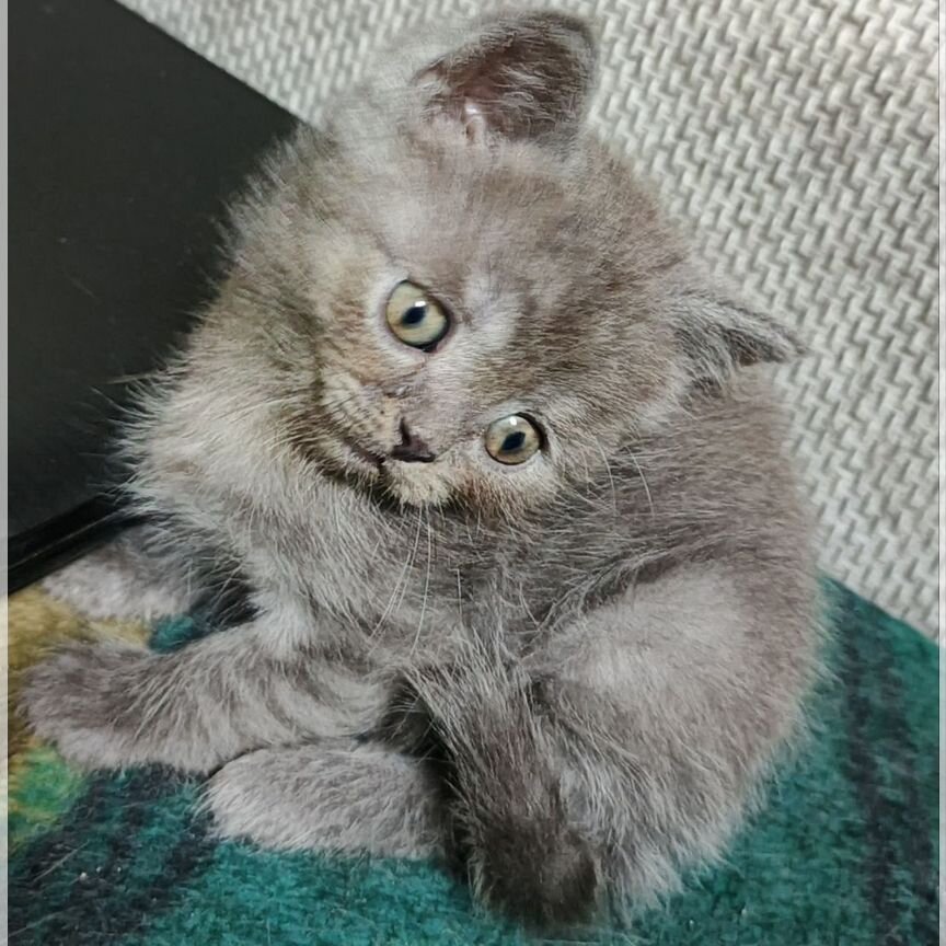 Британский короткошёрстный котёнок