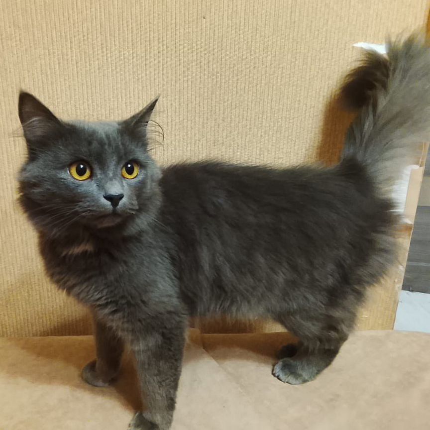 Взрослый кот в добрые руки