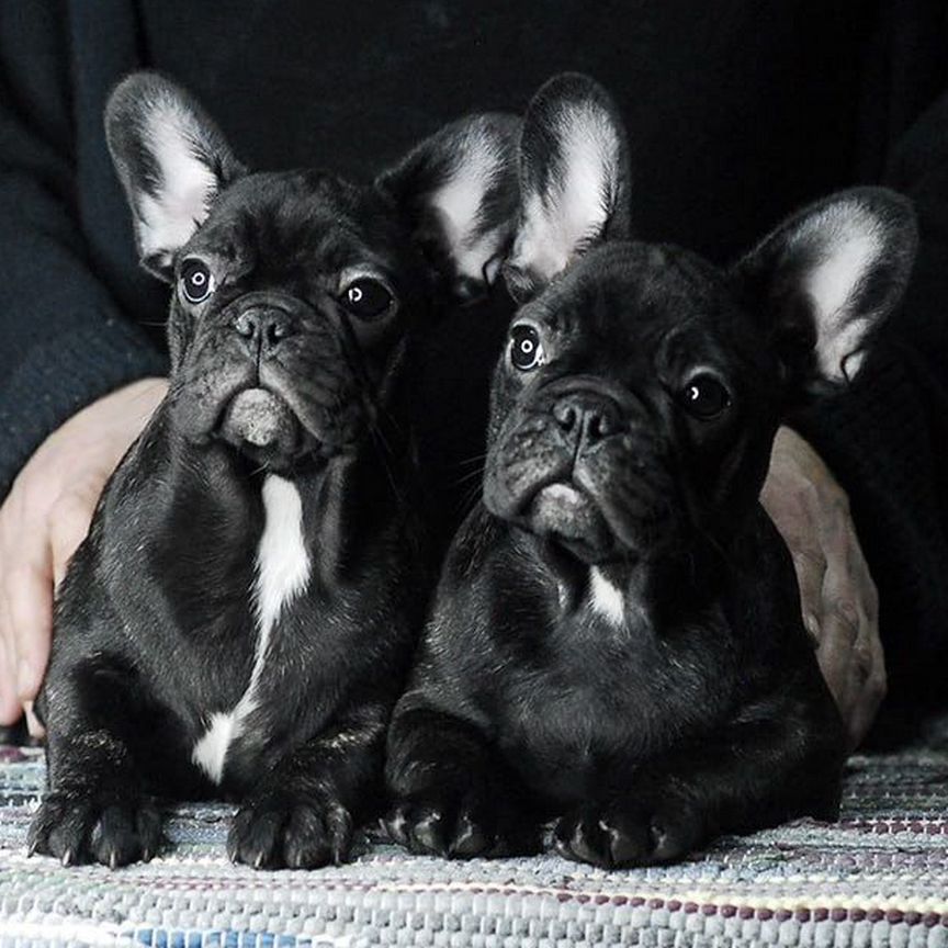 Французский бульдог, щенок