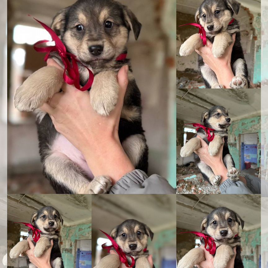 Щенок в добрые руки