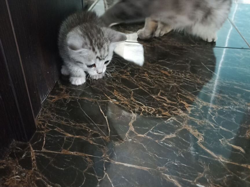 Продам котят британские, помесь абиссинские