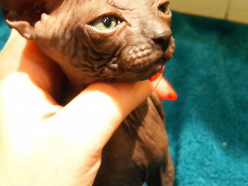 Донской сфинкс котята