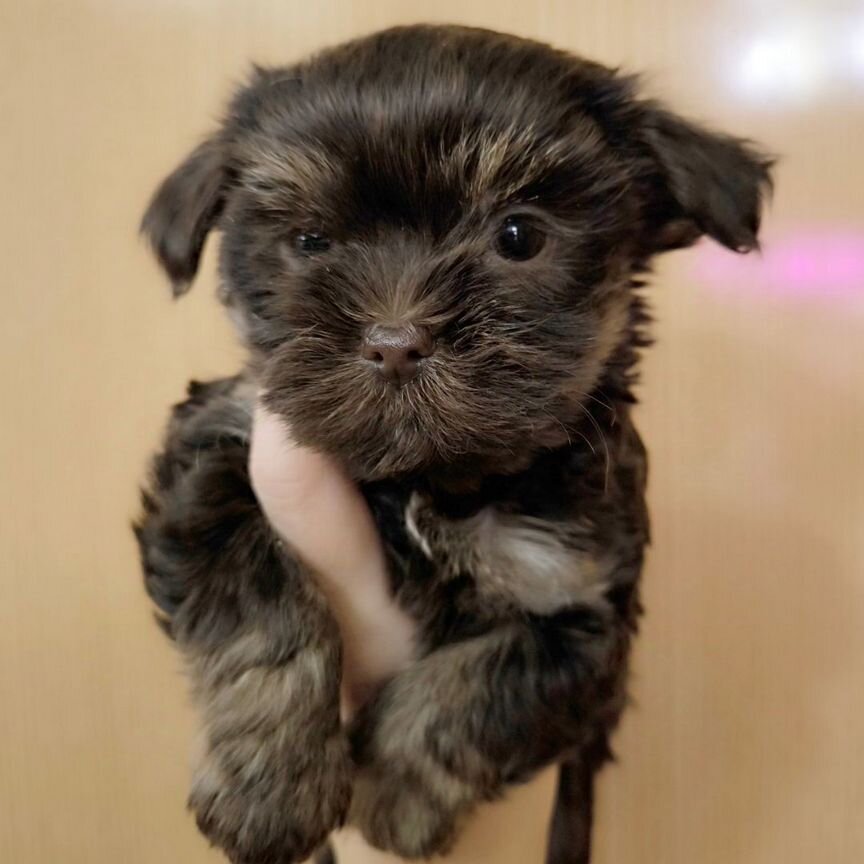 Йоркширский терьер, шоколад