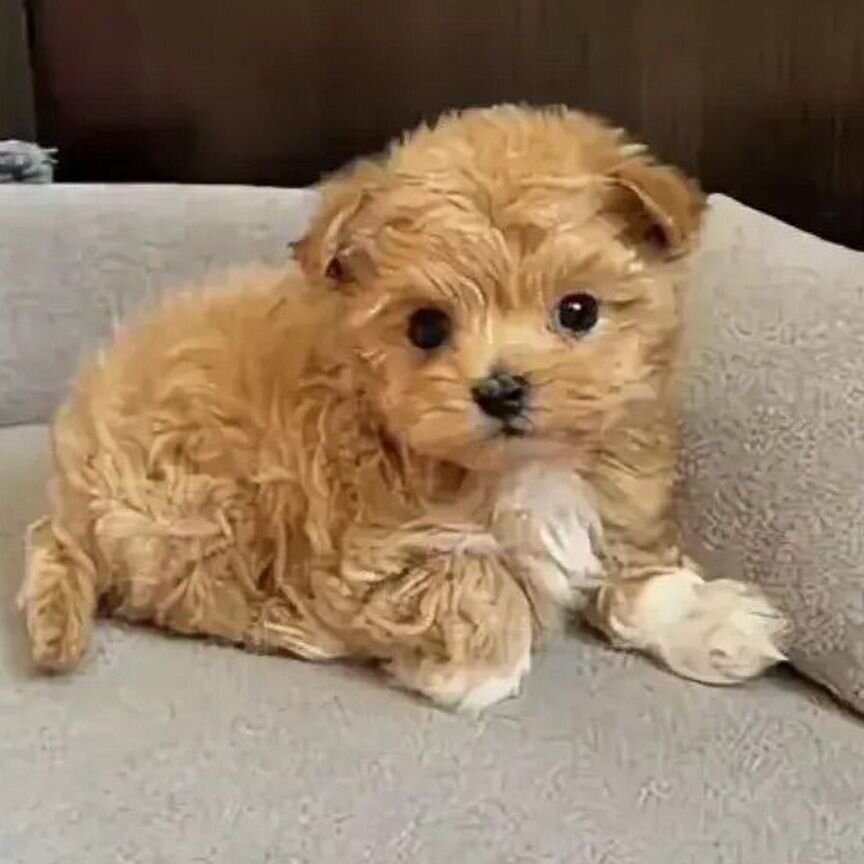 Мальтипу, щенок