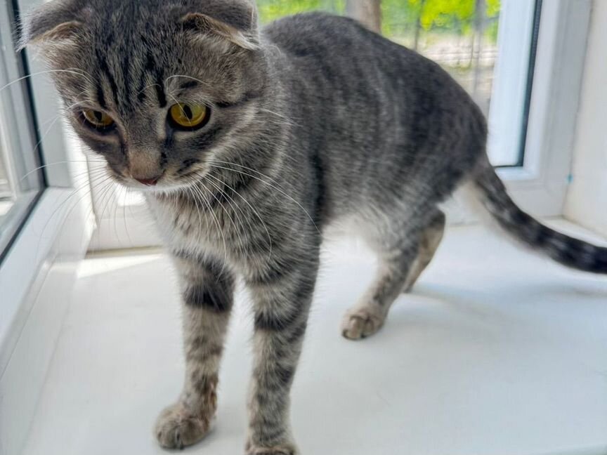 Вислоухая кошечка Итали