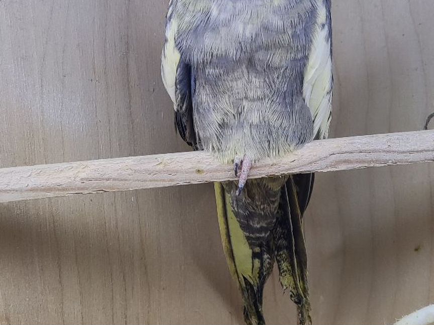 Попугай карелла