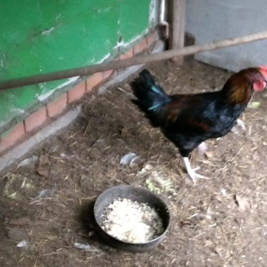 Молодые петухи