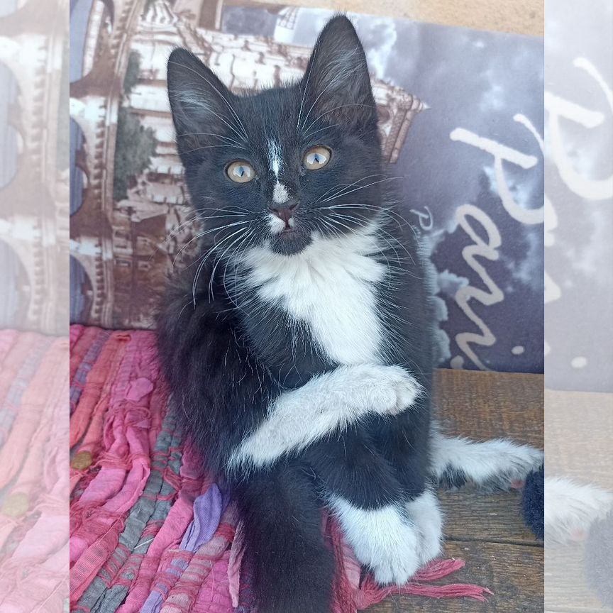 Сибирский котёнок