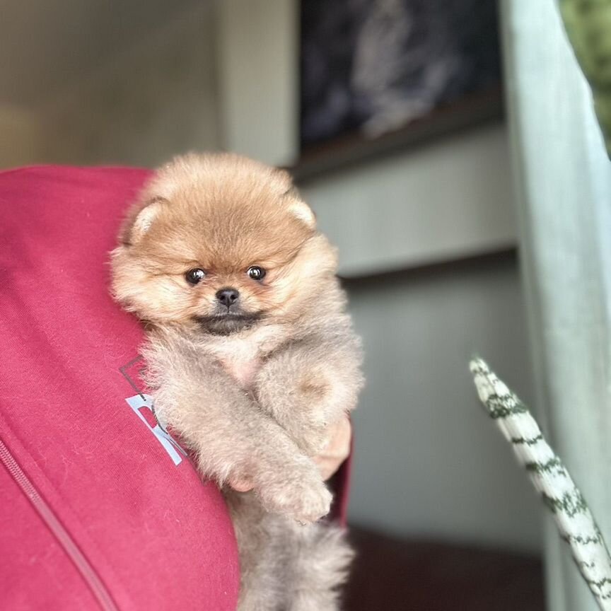 Померанский шпиц мини мишка на ладошке