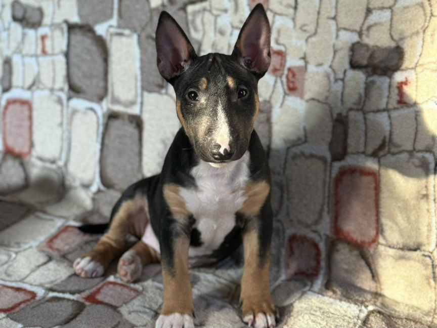 Миниатюрный бультерьер