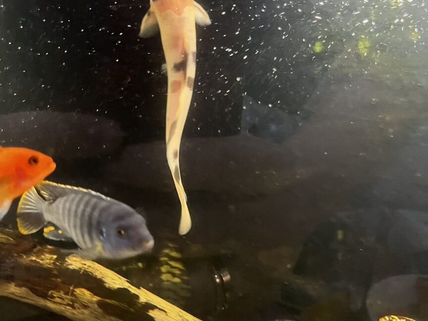 Аквариумный сом Клариус