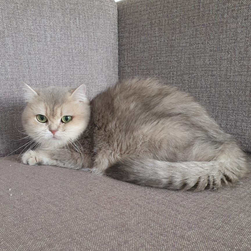 Кошка голубое золото