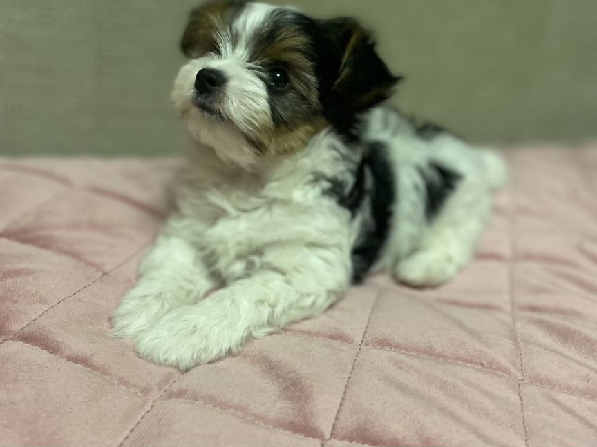 Щенки бивер йорка