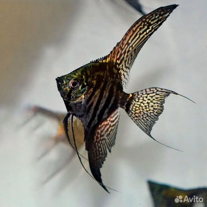 Скалярия Пиной Зебра вп (Pterophyllum scalare Pin