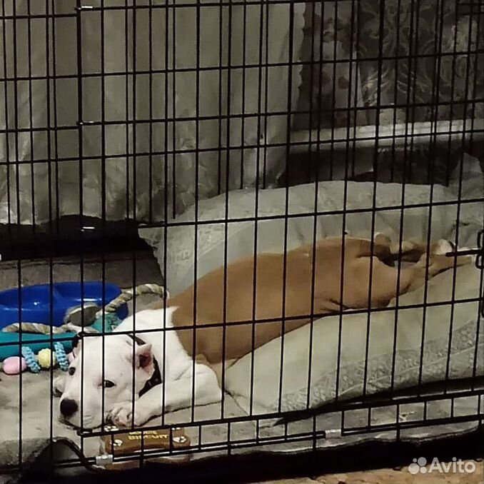 Собака амстафф